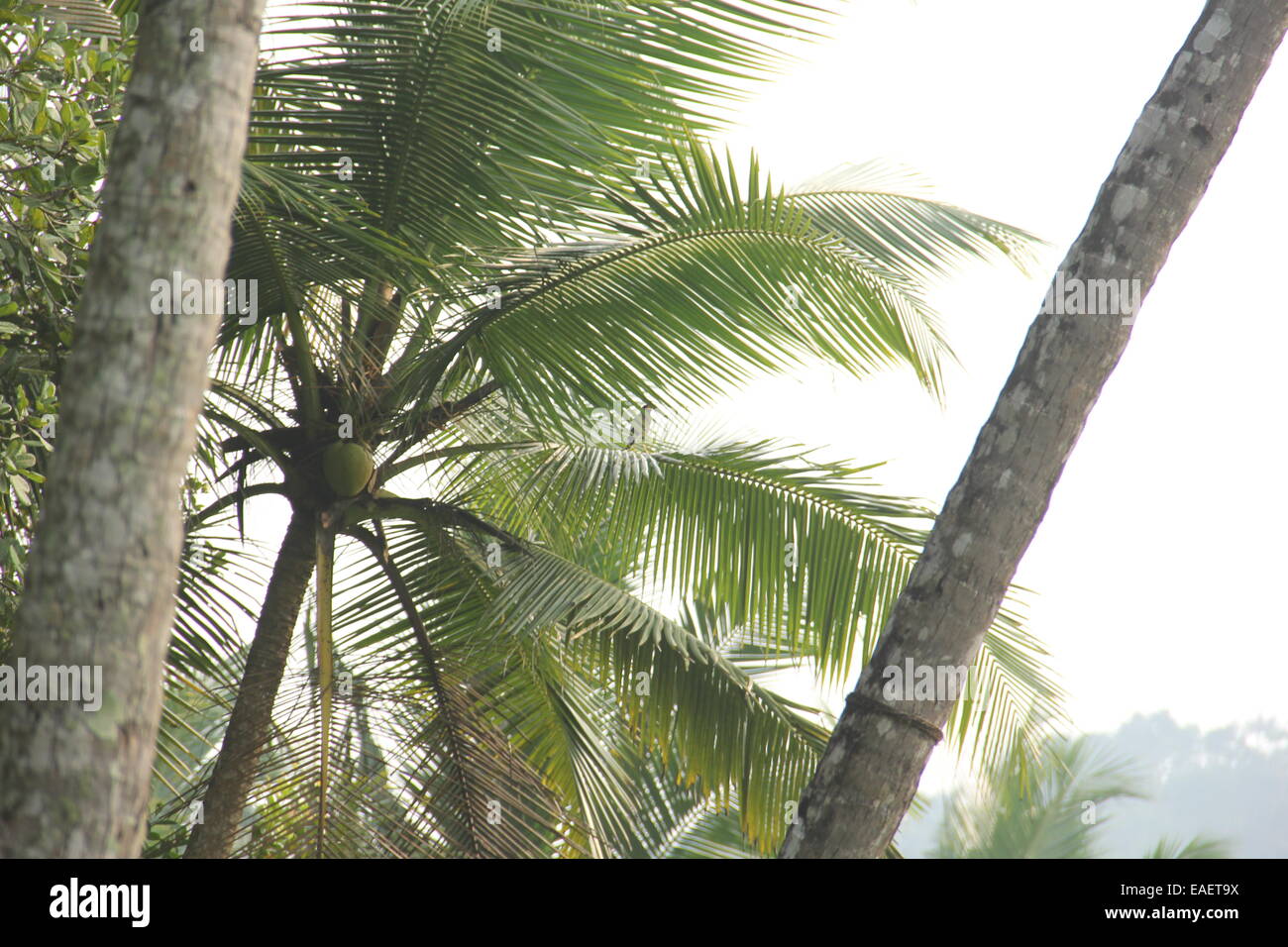 Flooded [rice paddy] kerala hi-res stock photography and images - Alamy
