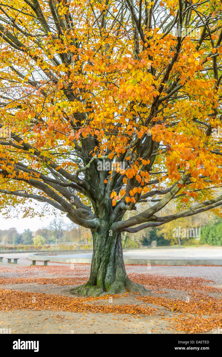 beech tree on a sunny autumn afternoon in the park Stock Photo - Alamy