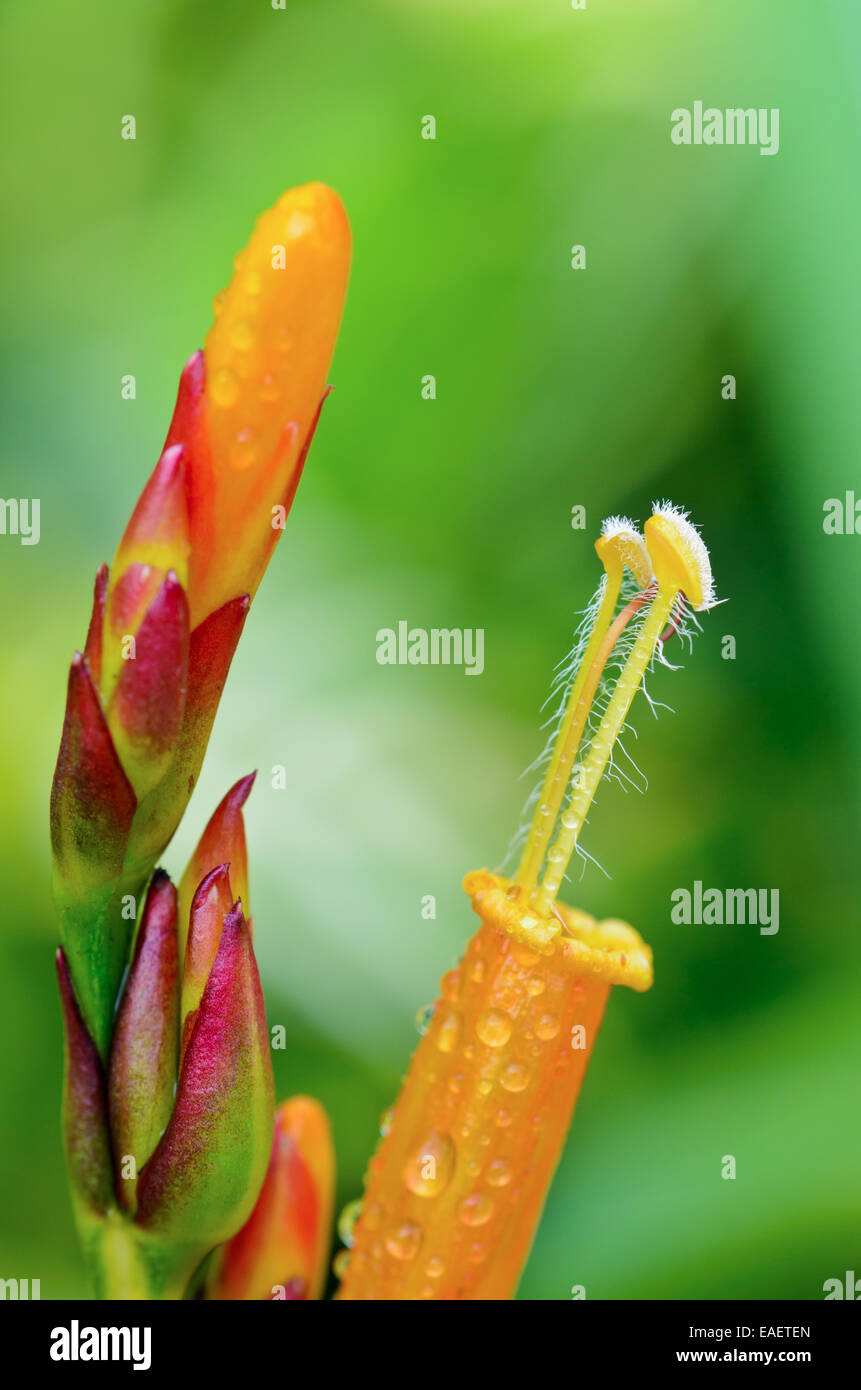 Close up flowers of Sanchezia Speciosa or Sanchezia Nobilis Stock Photo ...