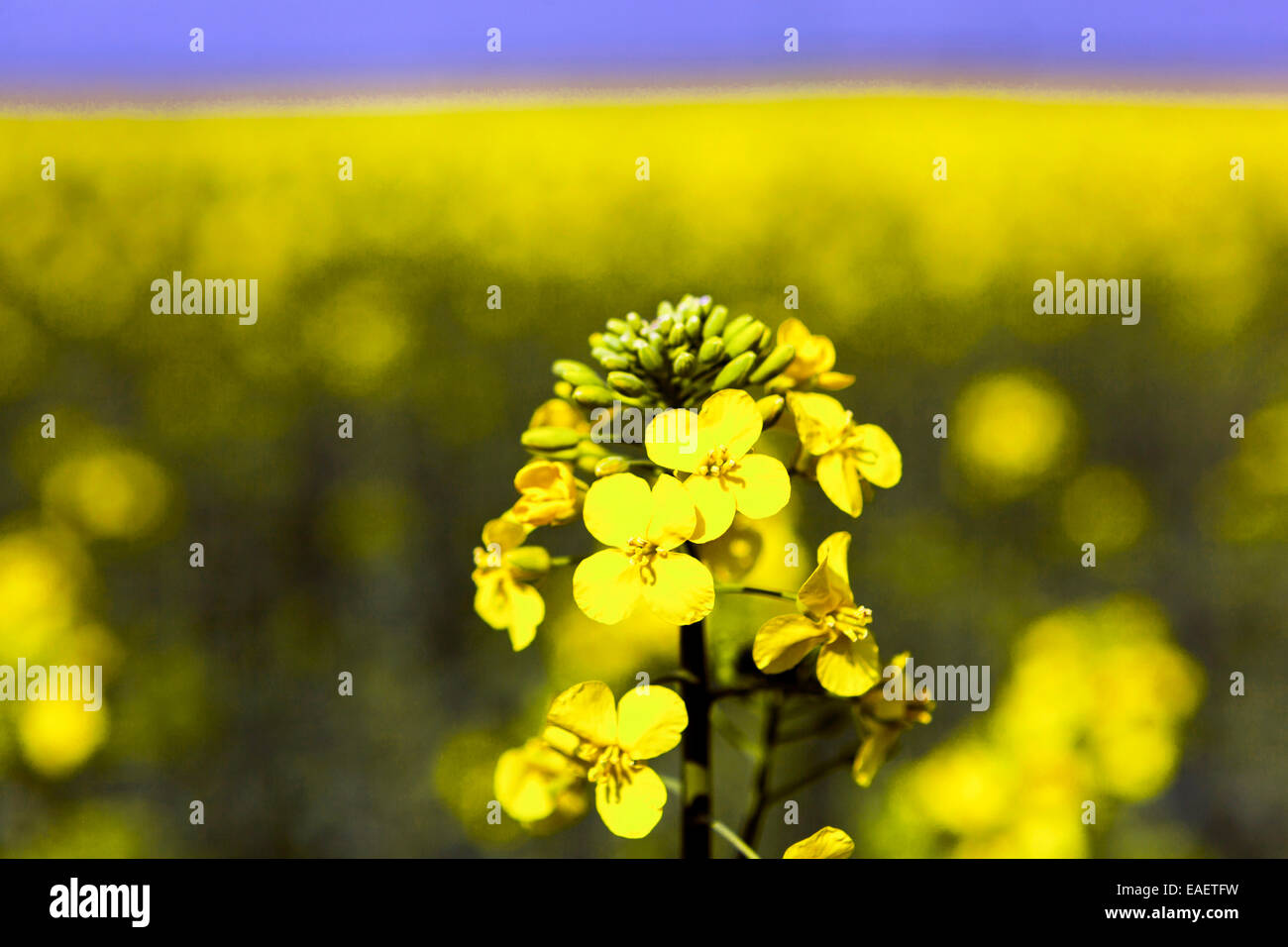 Oilseed Rape field flower Stock Photo - Alamy