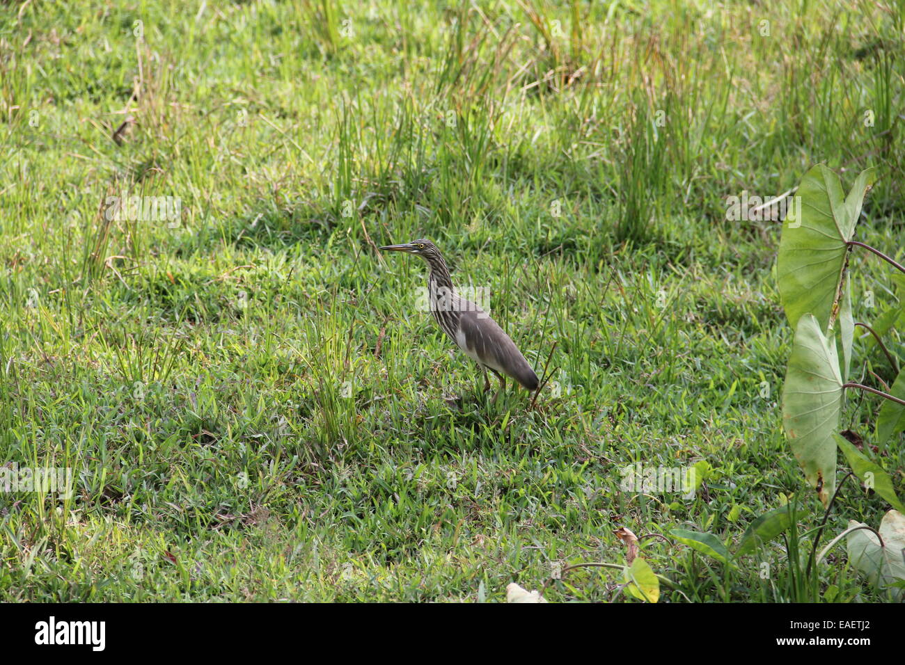 Pravu hi-res stock photography and images - Alamy