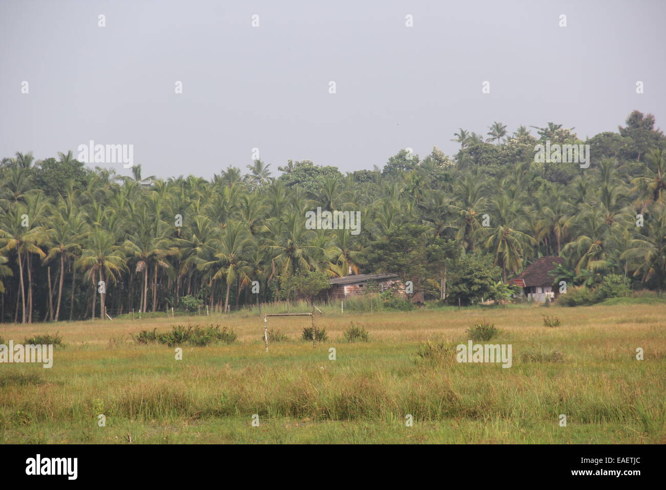 Coconut Trees - Kerala green forest Stock Photo - Alamy