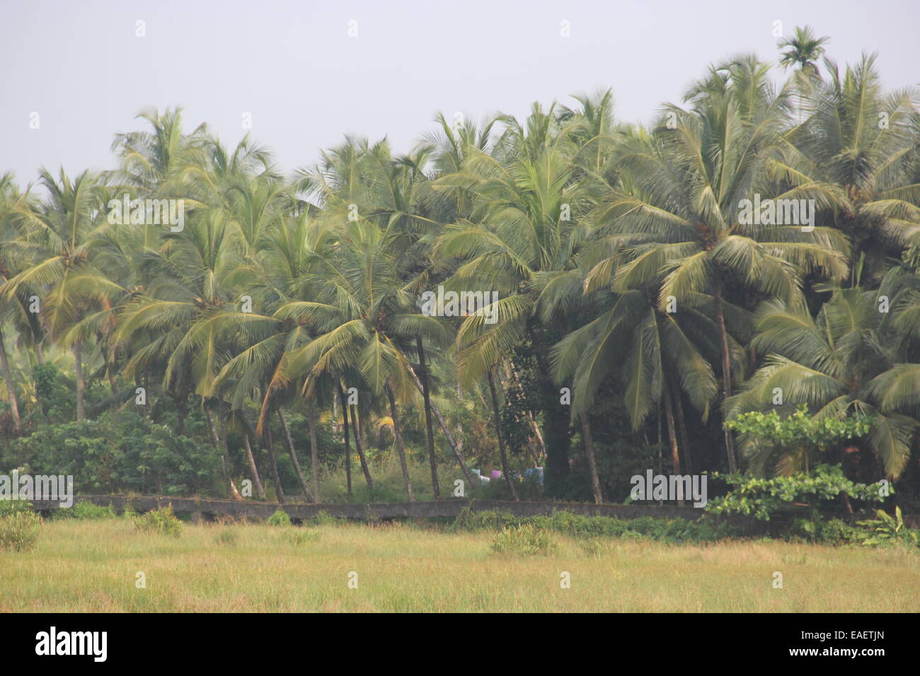 Kerala coconut tree hi-res stock photography and images - Alamy