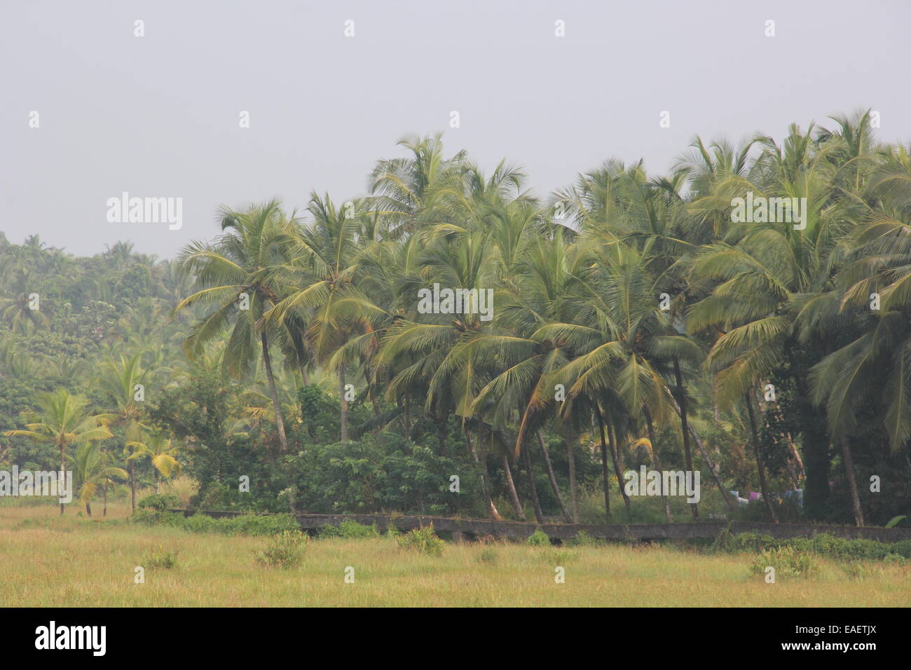 Coconut Trees - Kerala green forest Stock Photo - Alamy