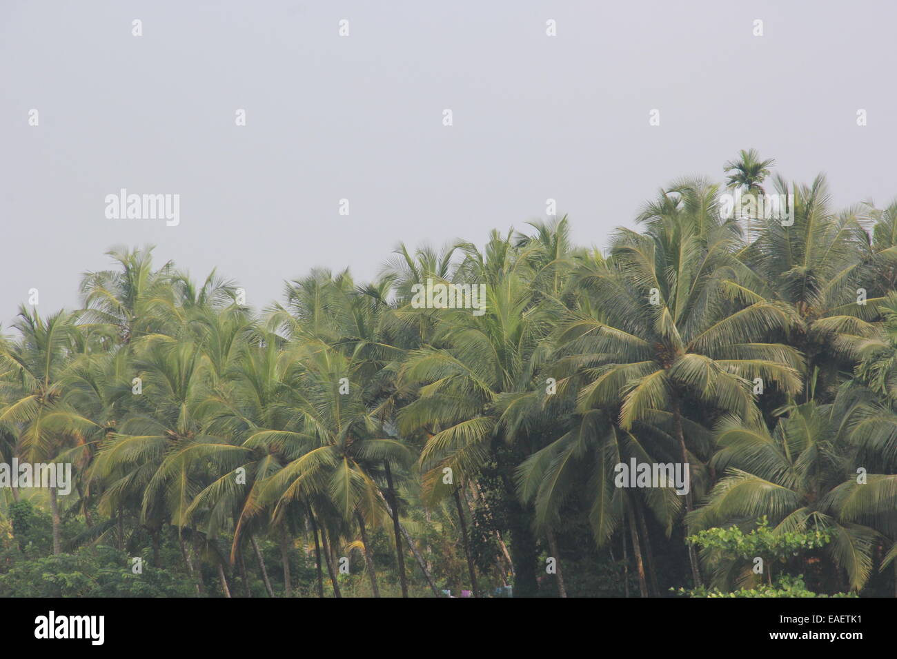 Flooded [rice paddy] kerala hi-res stock photography and images - Alamy