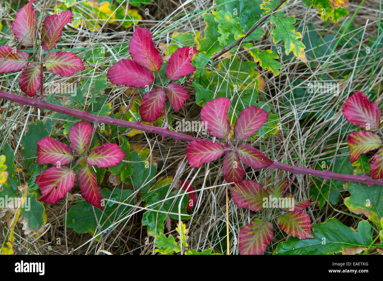 Bramble leaves Rubus fruticosus changing colour in autumn Stock Photo ...