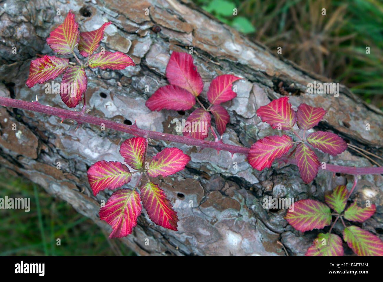 Bramble leaves Rubus fruticosus arond a silver birch tree changing ...
