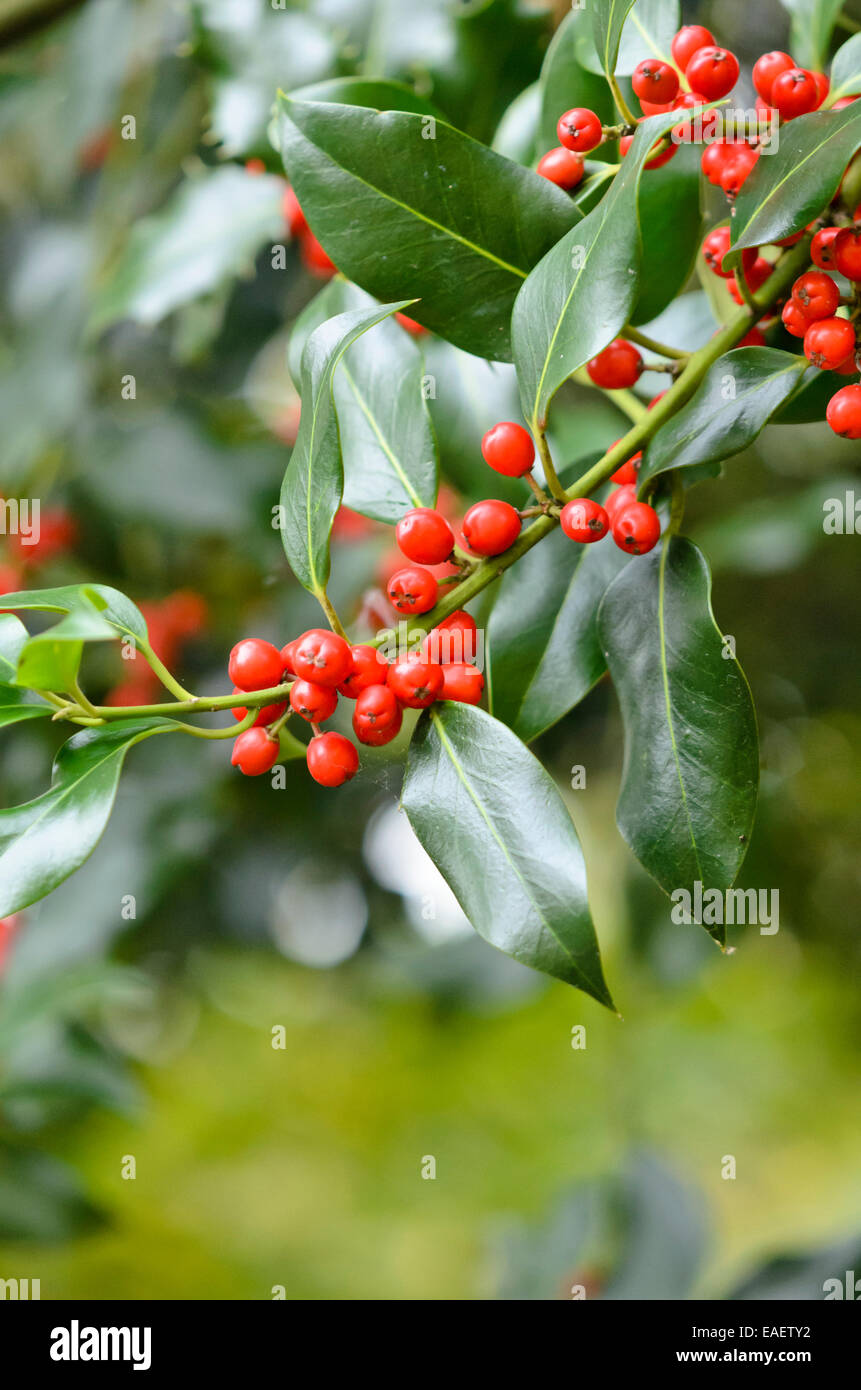 Common holly (Ilex aquifolium Stock Photo - Alamy
