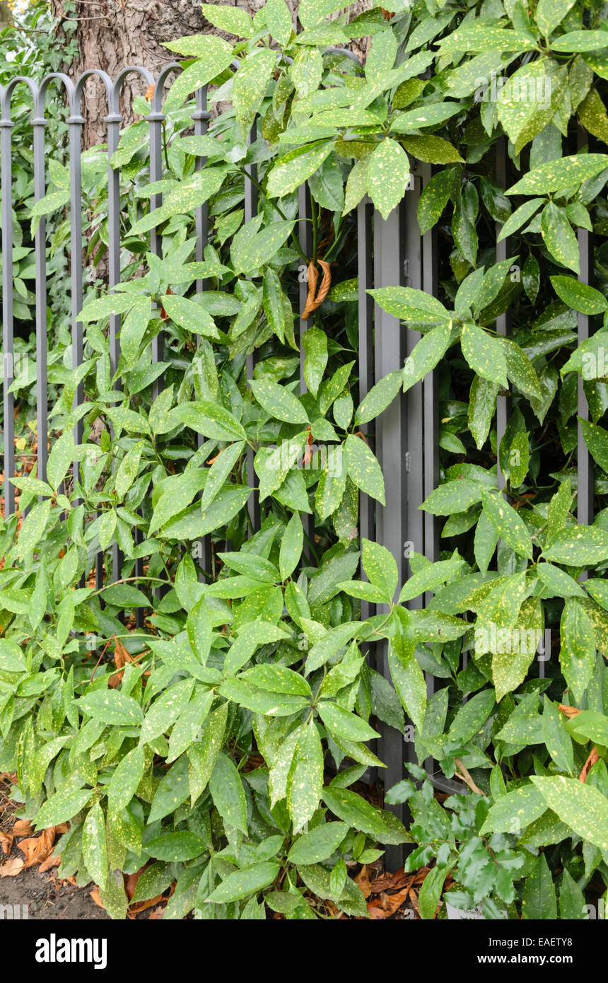 Aucuba japonica hi-res stock photography and images - Alamy