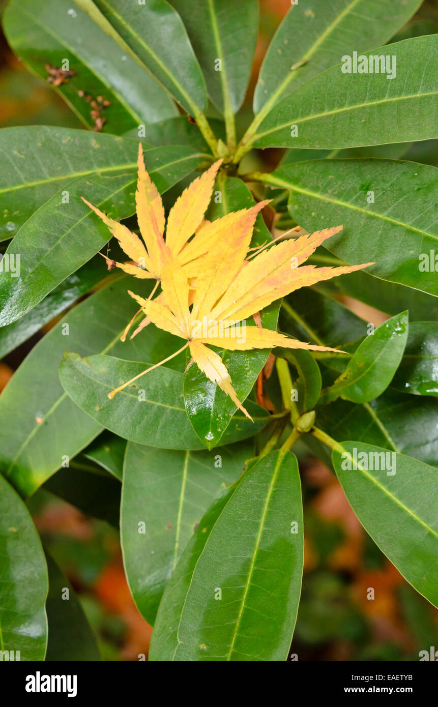 Yellow acer palmatum hi-res stock photography and images - Alamy