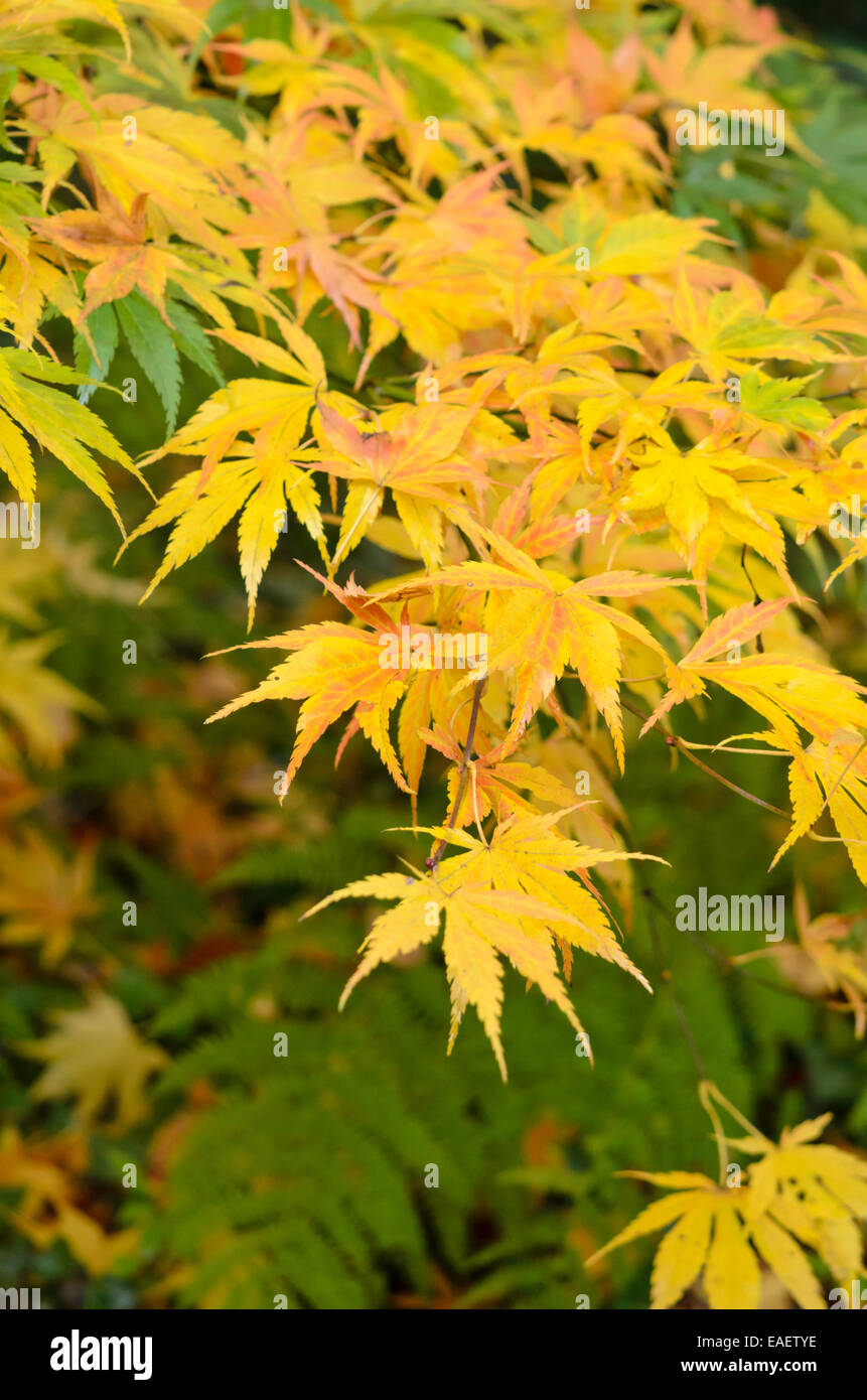 Yellow acer palmatum hi-res stock photography and images - Alamy