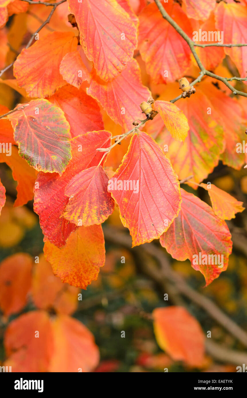 Witch hazel (Hamamelis x intermedia Stock Photo - Alamy