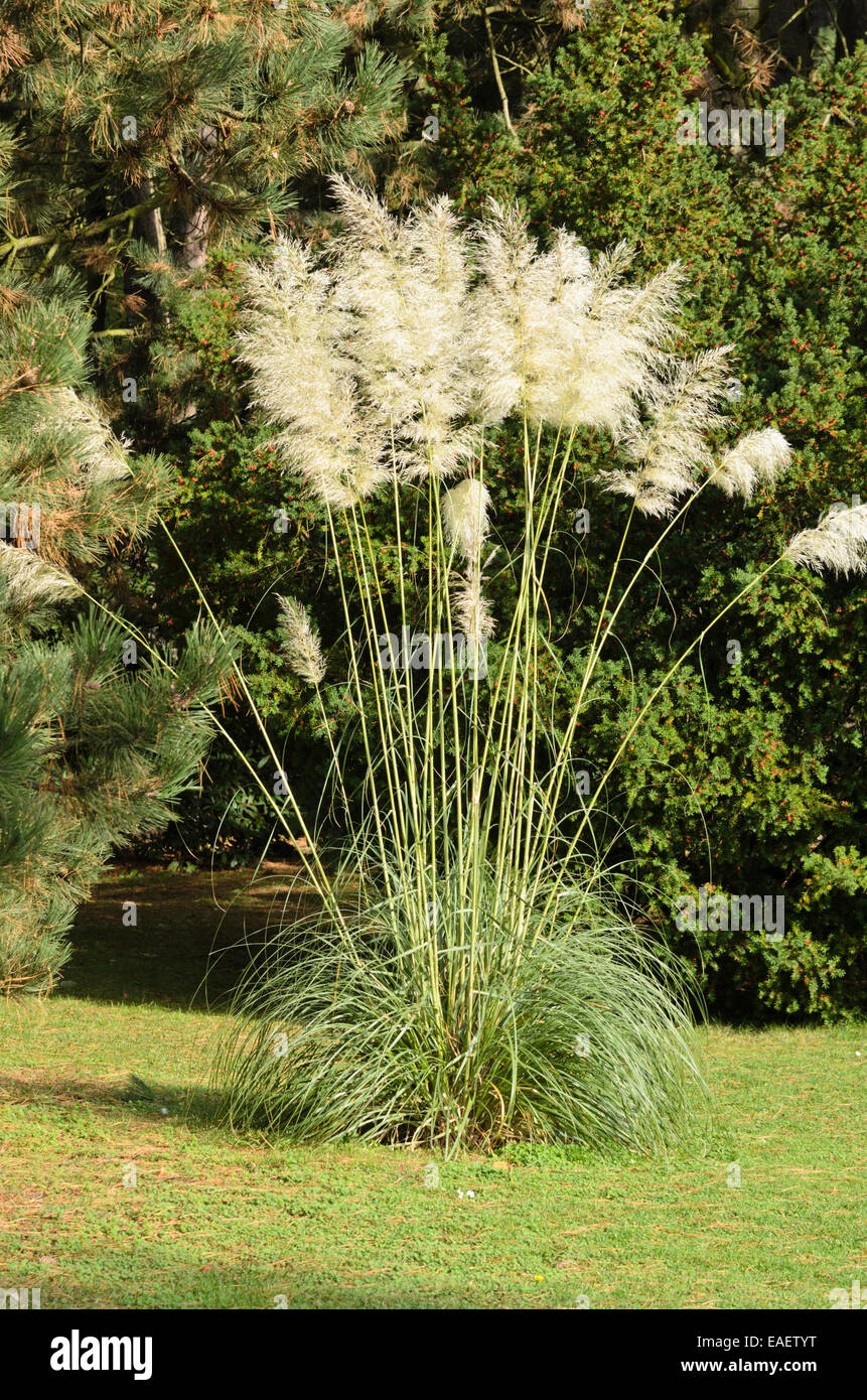 Pampas grass (Cortaderia selloana Stock Photo - Alamy