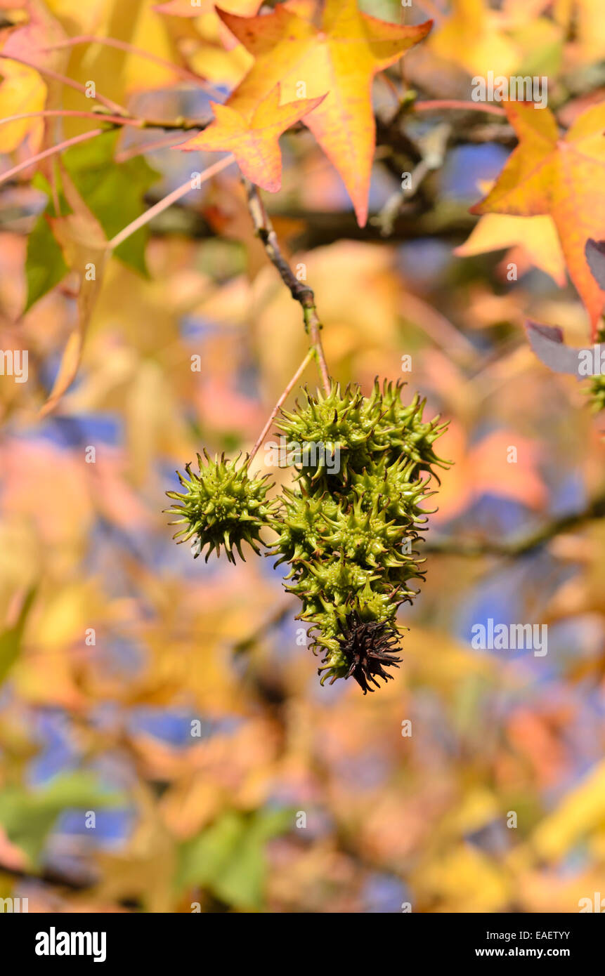 Liquidambar styraciflua autumn hi-res stock photography and images - Alamy
