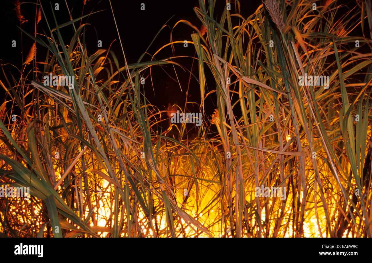 Burning the cane Stock Photo - Alamy