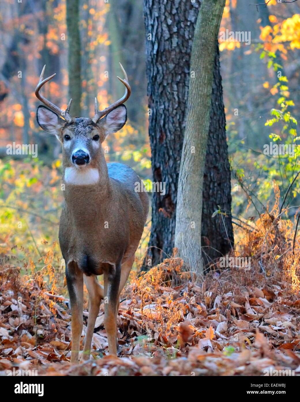 Whitetail Deer Buck standing in a field Stock Photo - Alamy
