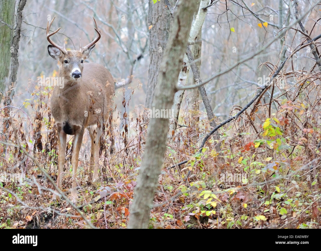 Whitetail Deer Buck standing in the woods Stock Photo - Alamy