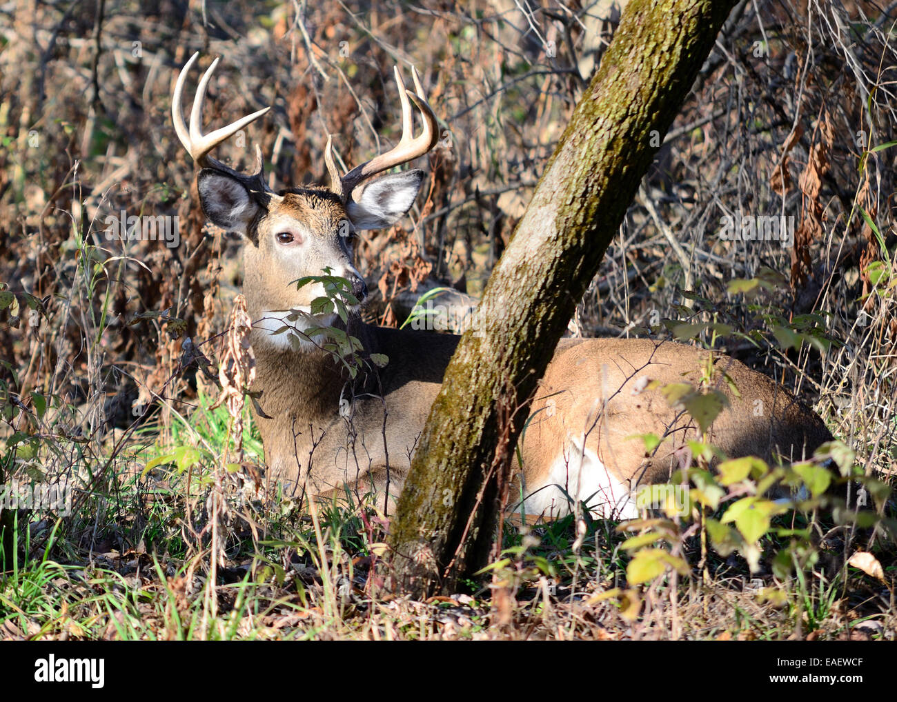 Whitetail deer buck bedded down in the woods Stock Photo - Alamy