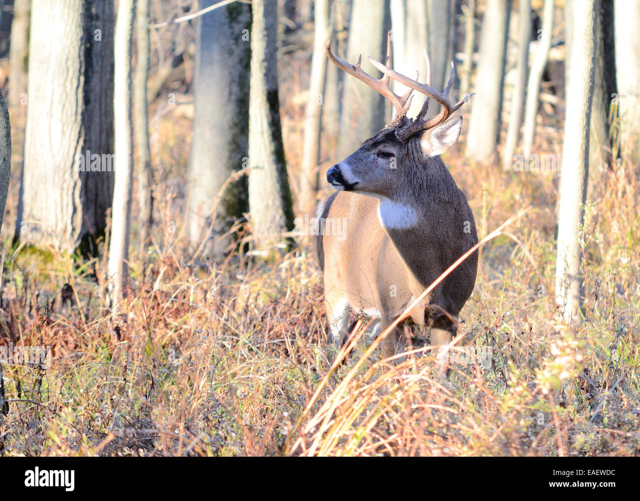 Whitetail Deer Buck standing in the woods Stock Photo - Alamy
