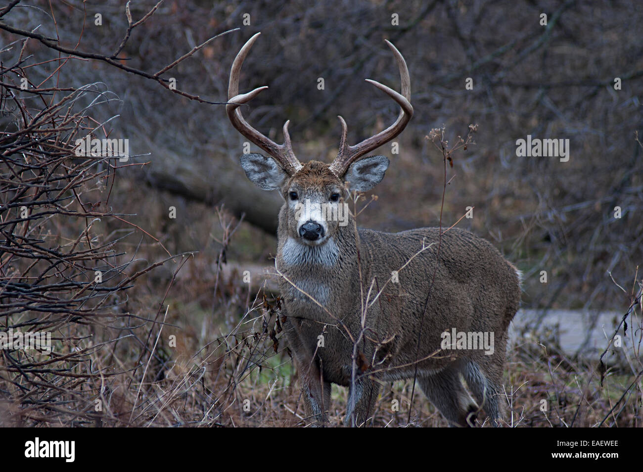 Whitetail Deer Buck standing in a field Stock Photo - Alamy