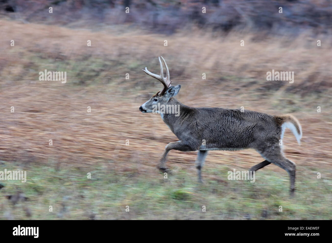 Whitetail Deer Buck standing in a field Stock Photo - Alamy