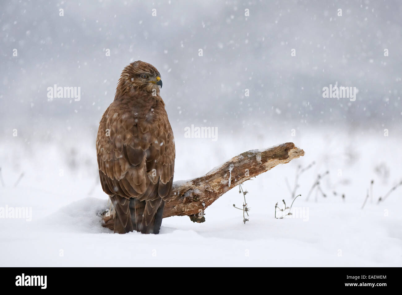 Buzzard snow hi-res stock photography and images - Alamy