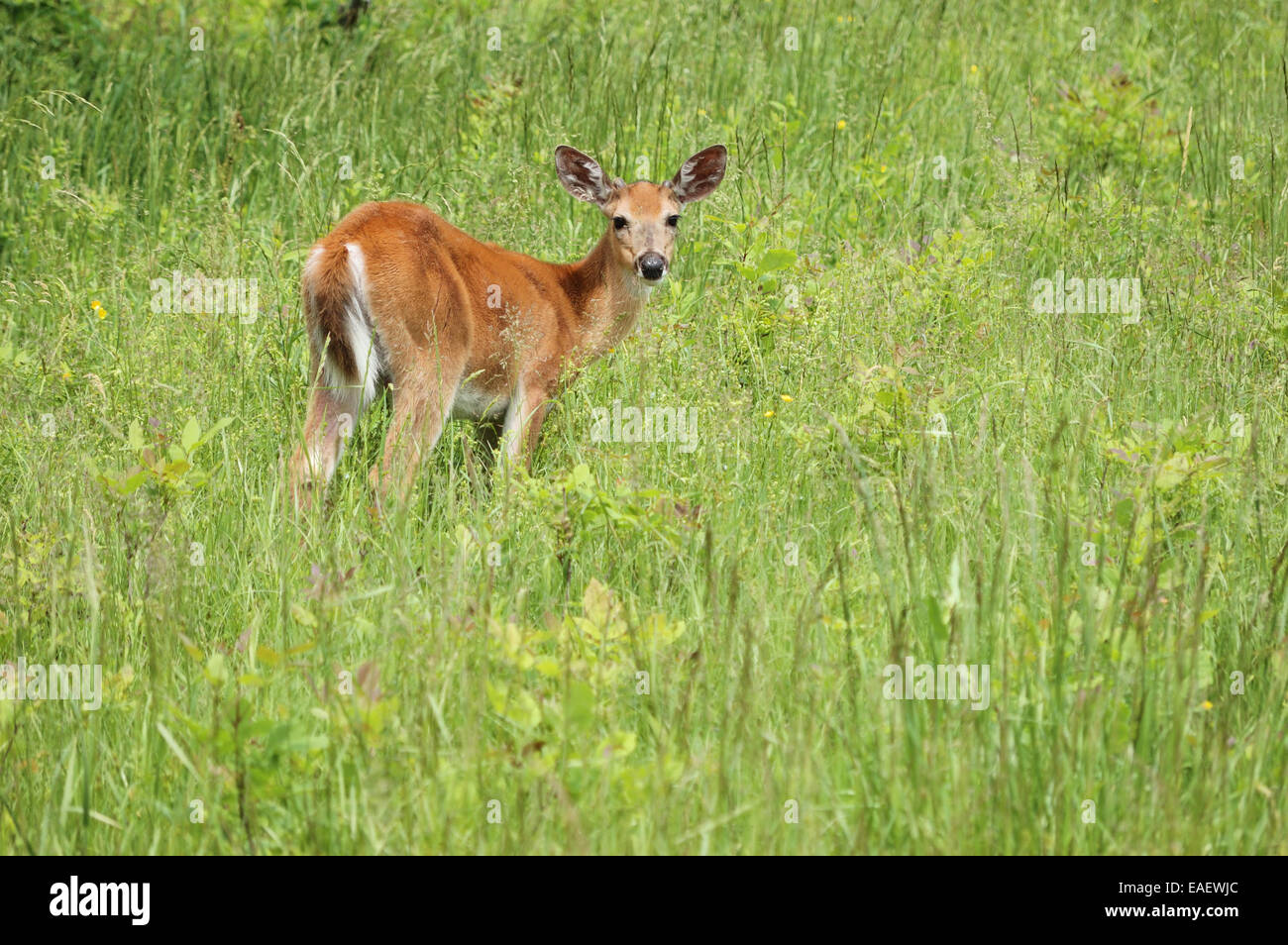 Whitetail deer field hi-res stock photography and images - Alamy