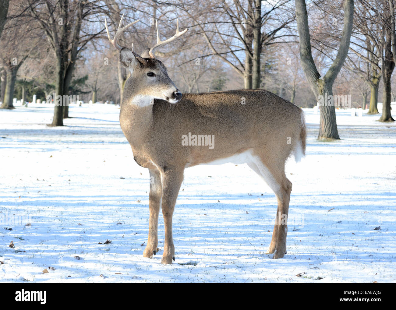 Whitetail Deer Buck standing in a field Stock Photo - Alamy