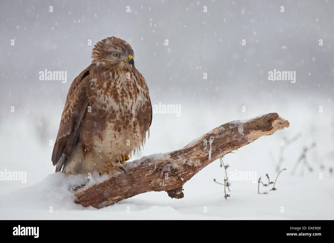 Buzzard hawk hi-res stock photography and images - Alamy
