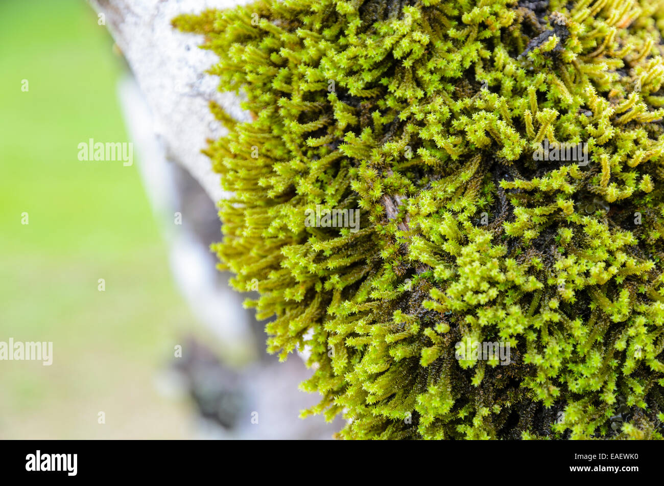 Close up small green moss grow on large trees Stock Photo - Alamy