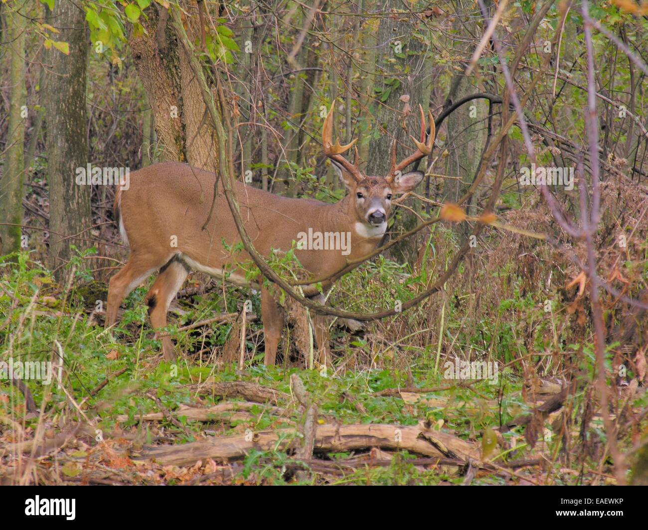Whitetail Deer Buck standing in the woods Stock Photo - Alamy