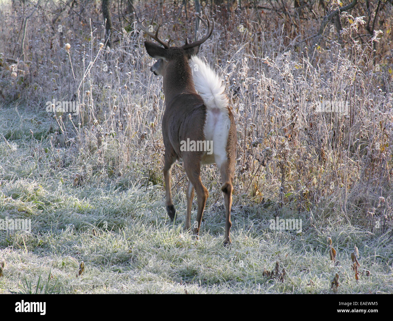Whitetail Deer Buck standing in a field Stock Photo - Alamy