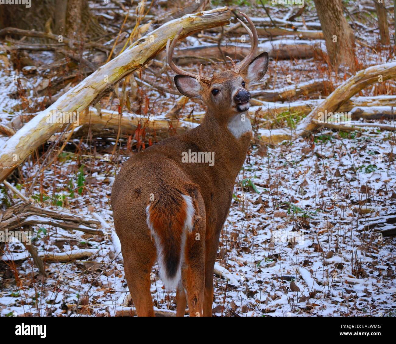 Whitetail Deer Buck standing in a woods Stock Photo - Alamy