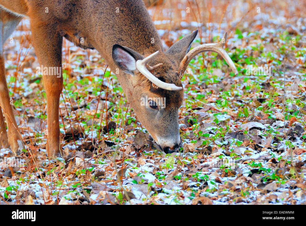 A Whitetail Deer Buck in a woods Stock Photo - Alamy