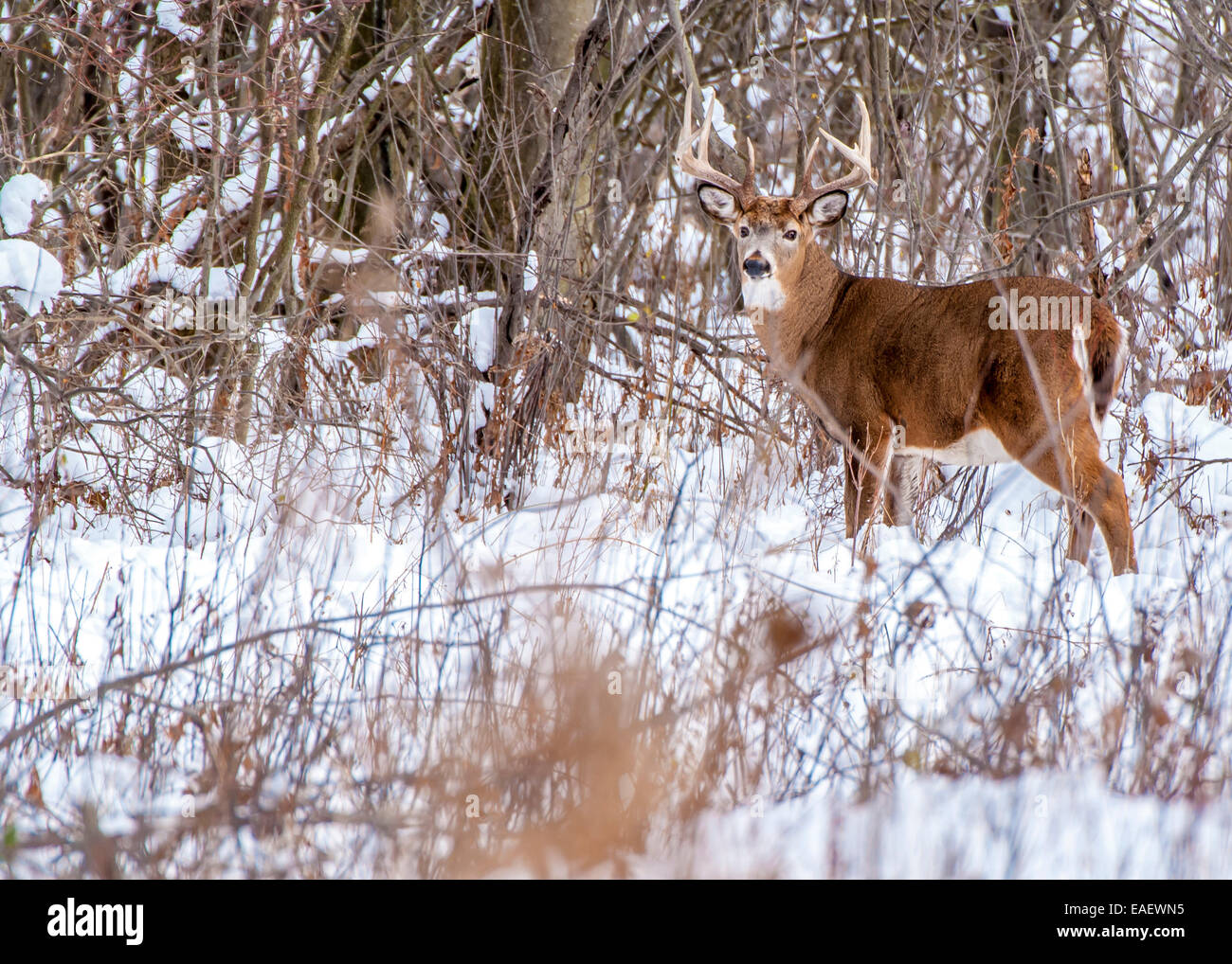 Whitetail Deer Buck standing in a woods Stock Photo - Alamy