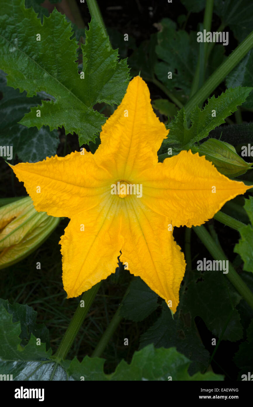 Courgette home grown hi-res stock photography and images - Alamy