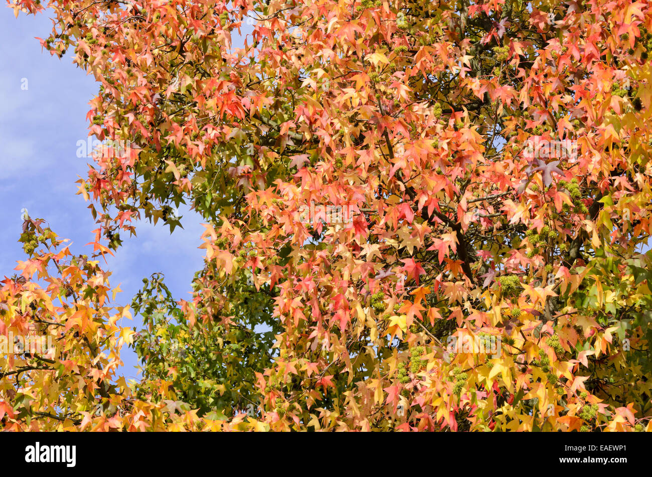 American sweetgum (Liquidambar styraciflua Stock Photo - Alamy