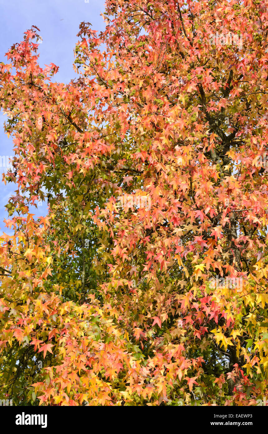Liquidambar styraciflua autumn hi-res stock photography and images - Alamy