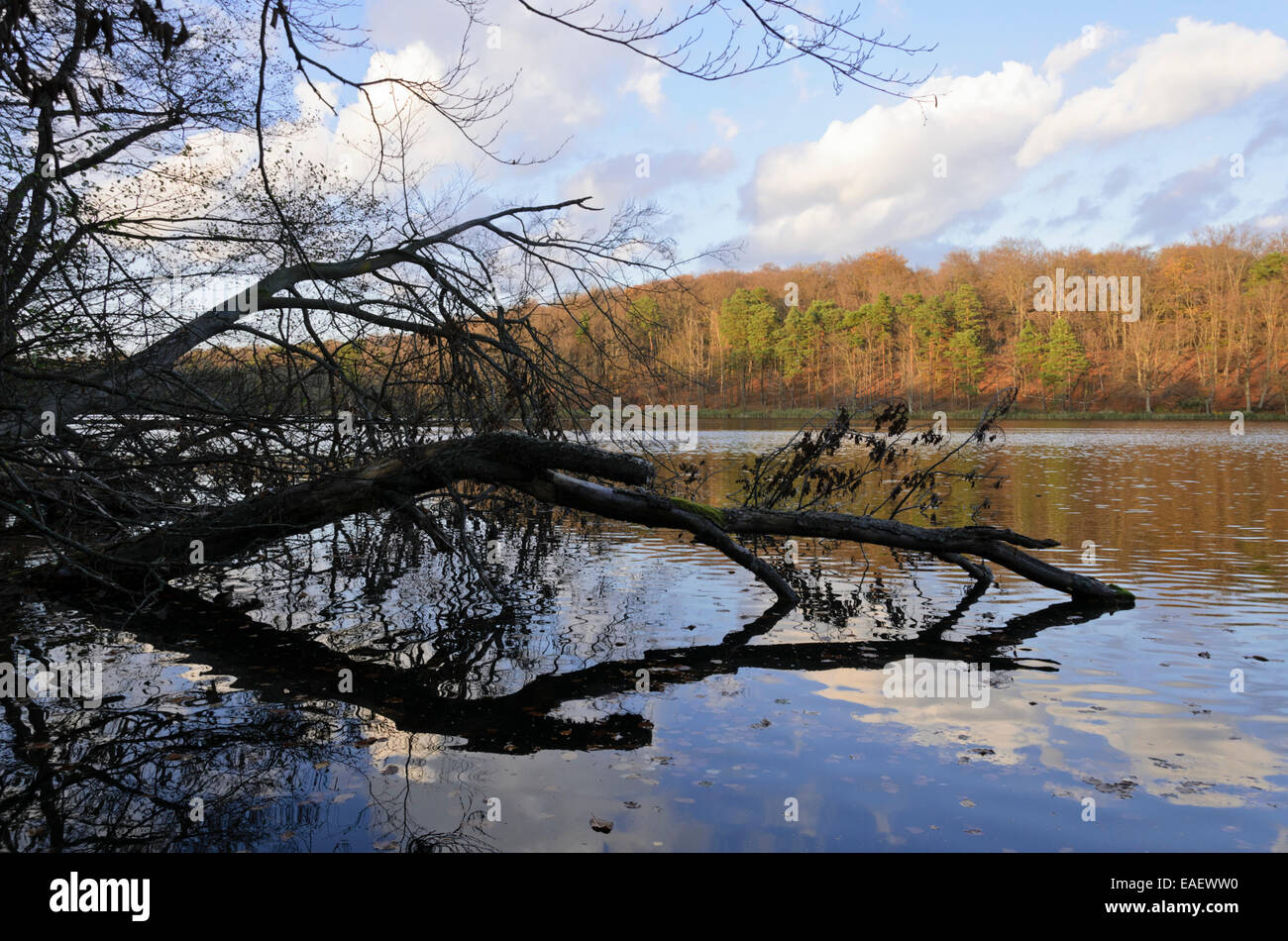 Overthrown tree in the Hellsee, Biesenthaler Becken Nature Reserve ...