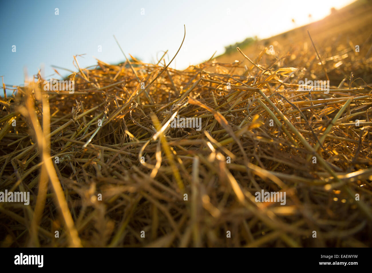 A bunch of Hay illuminated by a sunset Stock Photo - Alamy