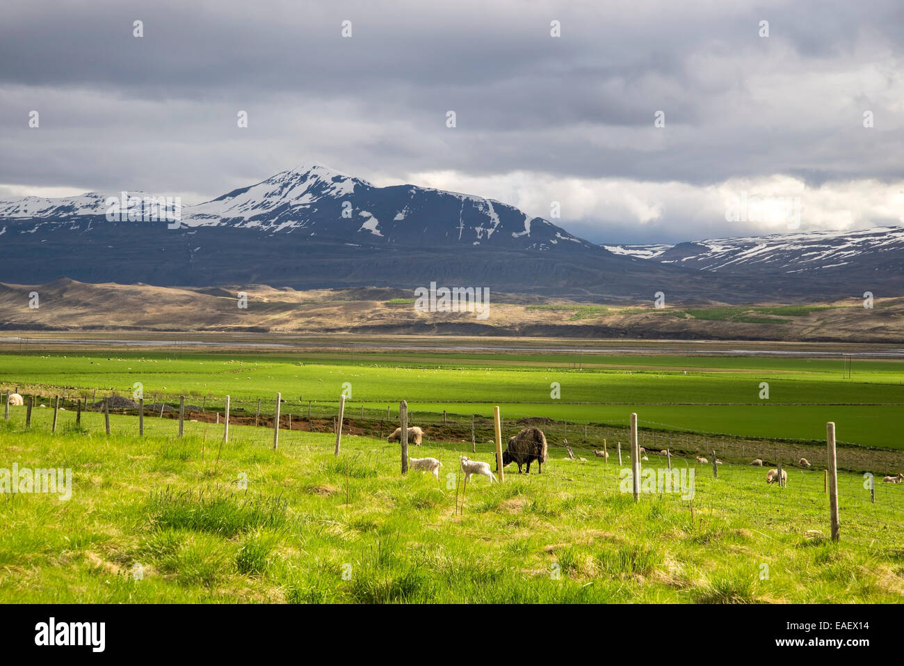 Iceland farm landscape hi-res stock photography and images - Alamy