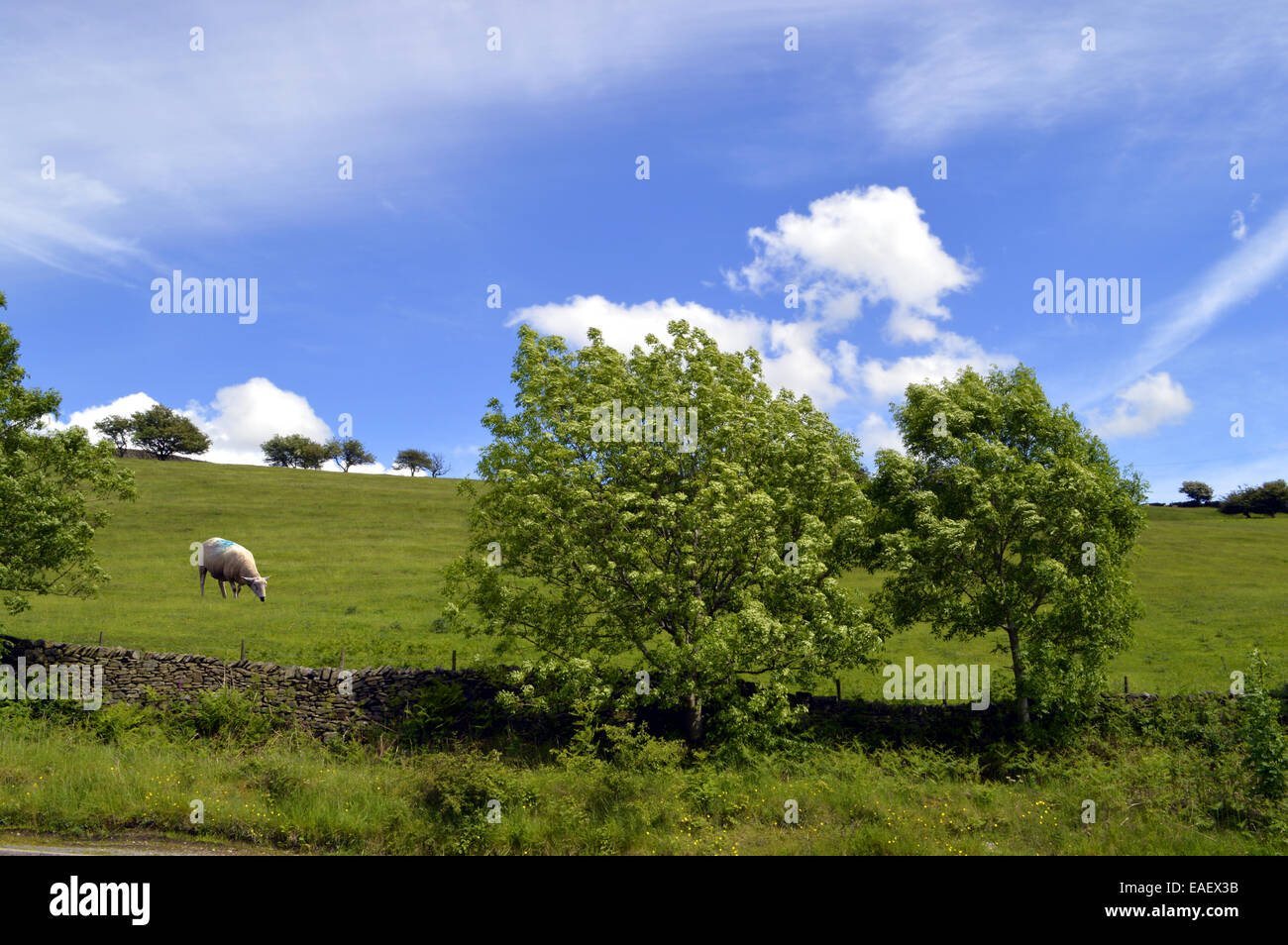 Little Hayfield in Derbyshire, England UK Stock Photo - Alamy