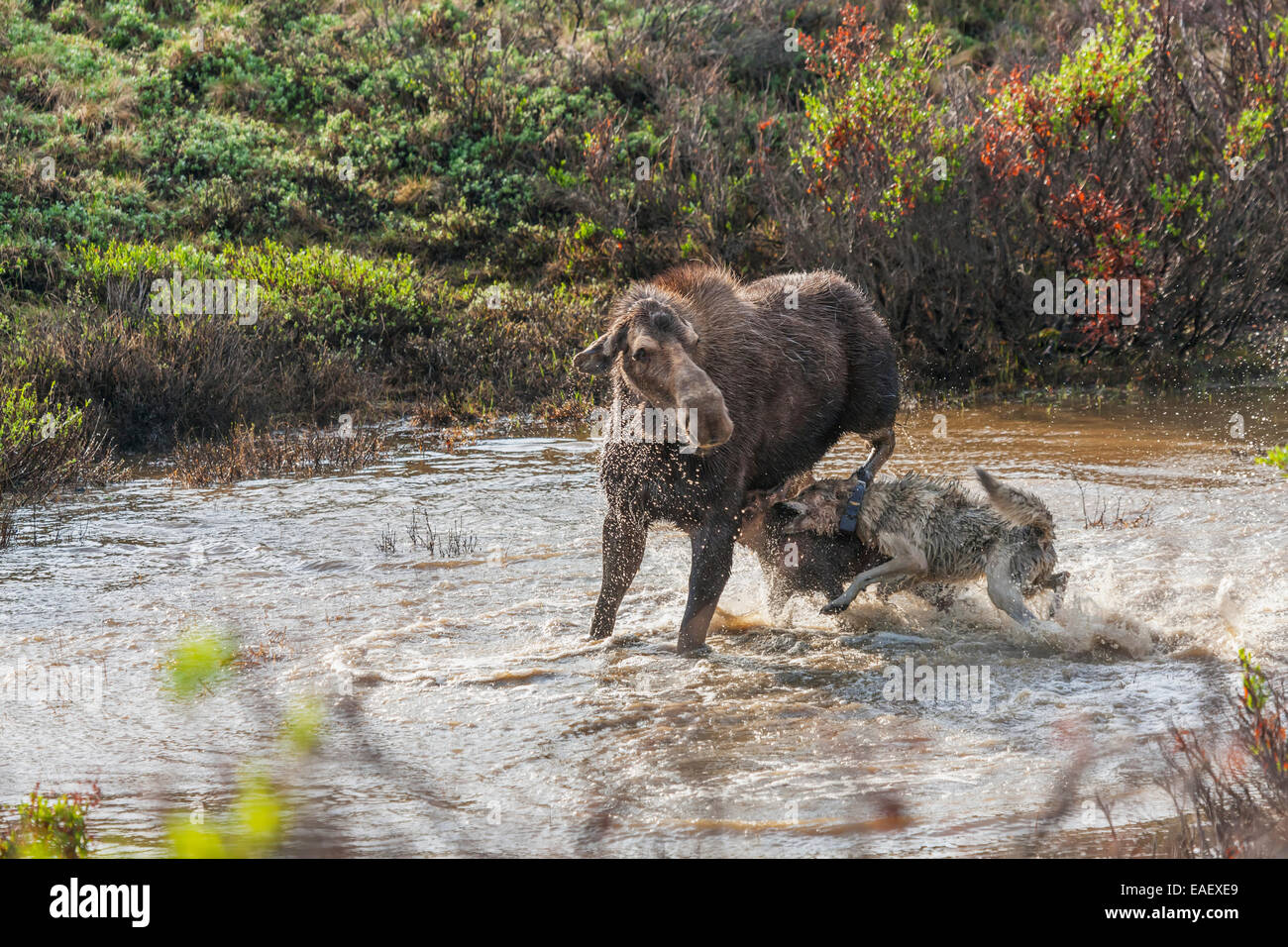 Moose wolf attack hi-res stock photography and images - Alamy