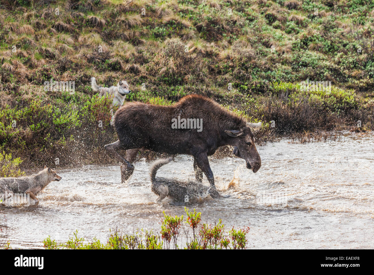 Wolf attack hi-res stock photography and images - Alamy