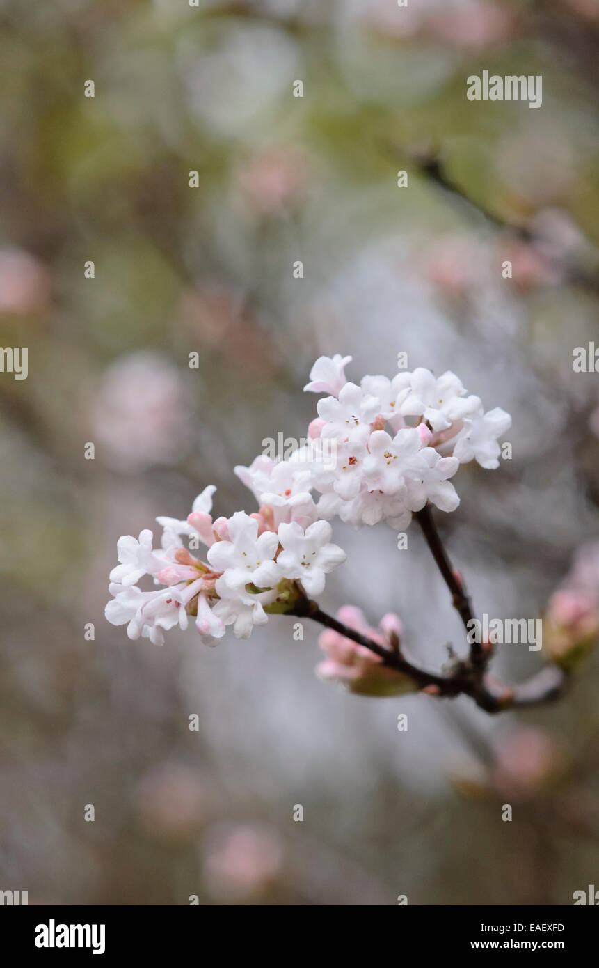 Fragrant hi-res stock photography and images - Alamy