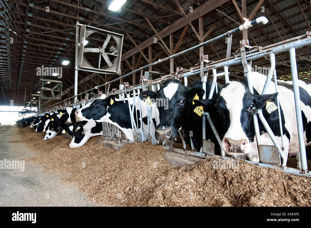 A free stall heifer barn at Brubaker Farms, which is both a diary farm ...