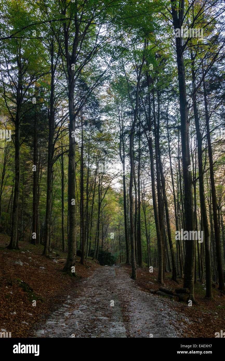 Beautiful forest during autumn in the italian Dolomites Stock Photo - Alamy