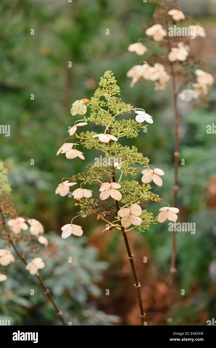 Panicle hydrangea (Hydrangea paniculata 'Kyushu' Stock Photo - Alamy