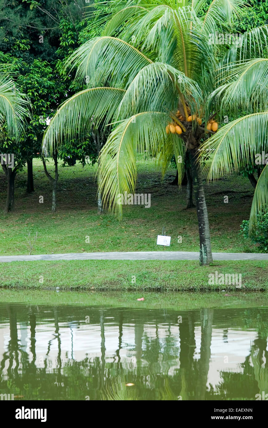 Palm tree by water Stock Photo - Alamy