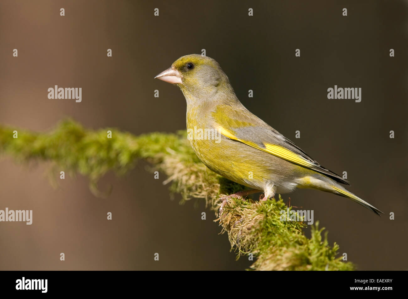 European finch hi-res stock photography and images - Alamy
